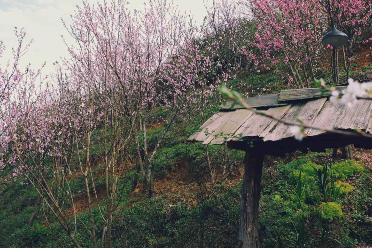 Ta Phin Cottage in Sapa: A Touch of Nordic Charm in Vietnam Northwest ...